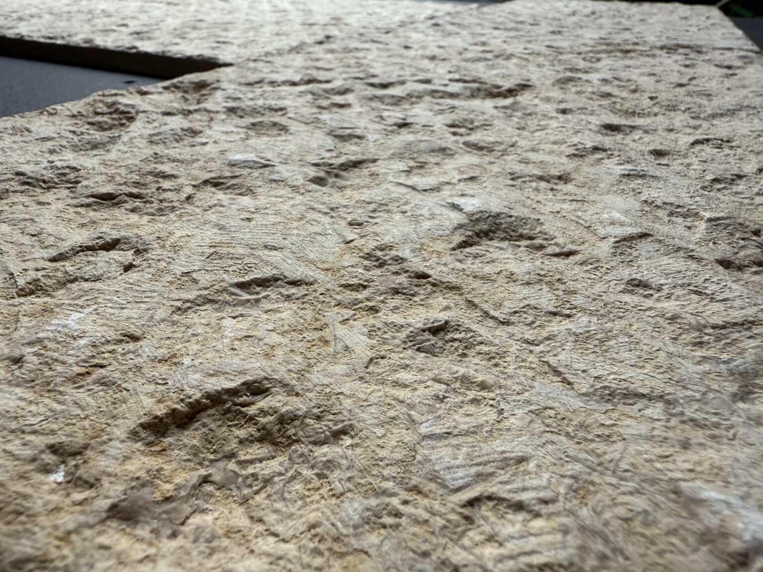 Shell Stone 12x24 Split-Face Limestone Veneer - Stonex Tile